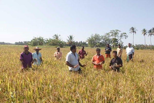 July 2, 2020 |හොරොව්පොතාන වගාබිම් අහිමිවුවන් කබලෙන් ලිපට