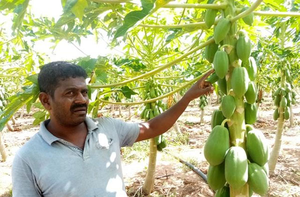 June 24, 2021 |ගස්ලබු වගාකළ ගොවින් විශාල පිරිසක් කඹලෙන් ළිපට