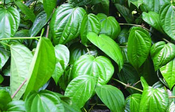 පඩික්කමට වැටුණු බුලත් ගොවියා - DailyReporter