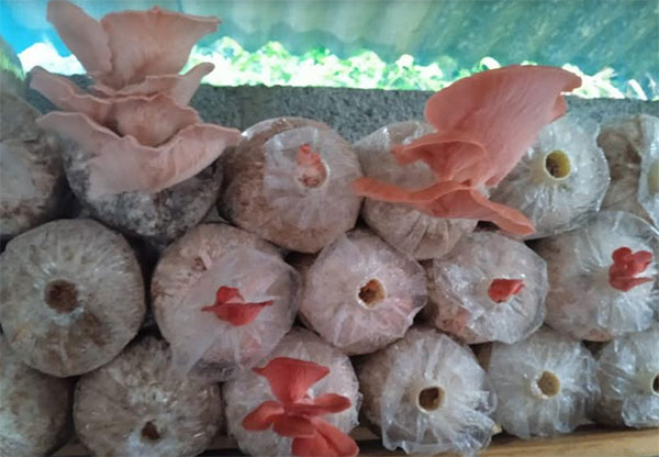 බිම්මල් වගාව ජය ගත් දිරිය කත